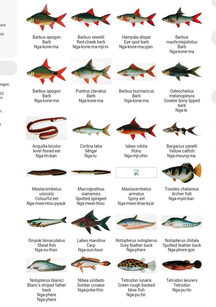 ဇေကြီး: Marine Fish of Myanmar