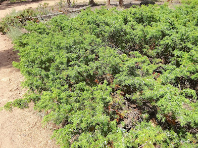 A Wandering Botanist: Prostrate Juniper, Juniperus communis var. depressa