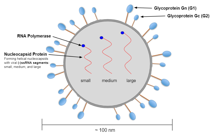 HantaVírus dos Andes: surto vinculado a um evento de super-propagação ...