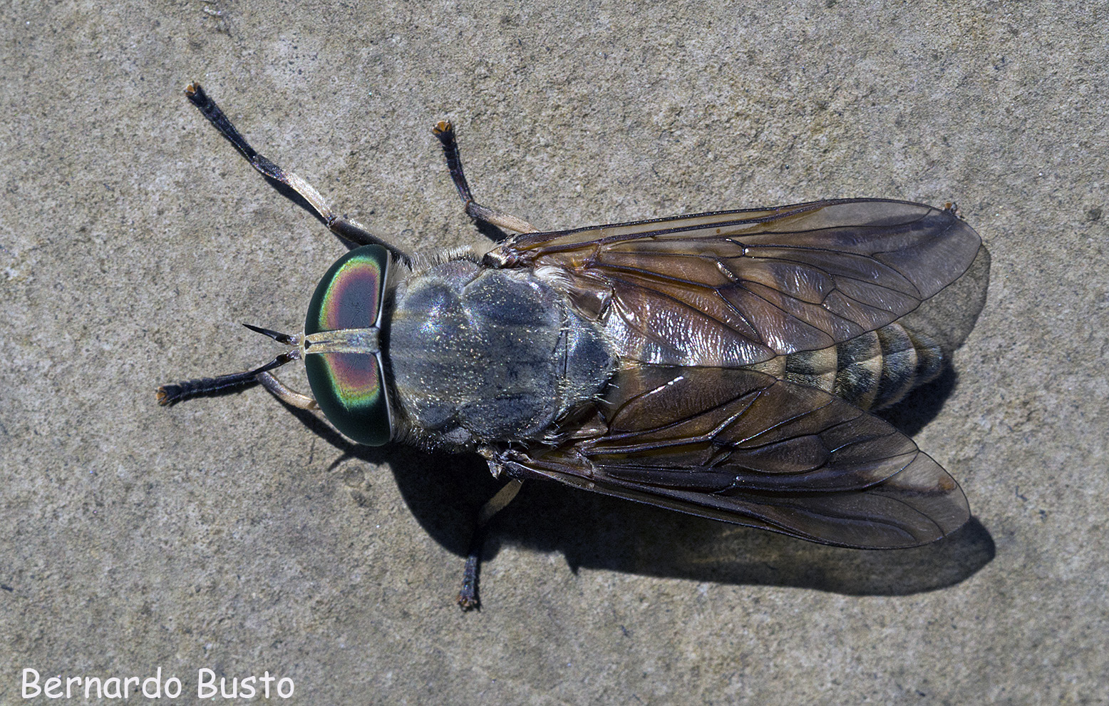 RÍA DE LA VILLA: Tábanos