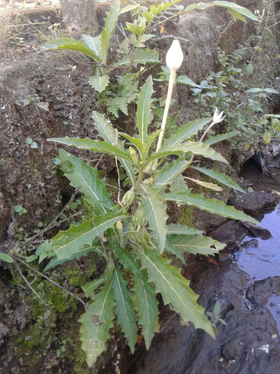 Bunga Kitolot: Mengenali Bunga Kitolot