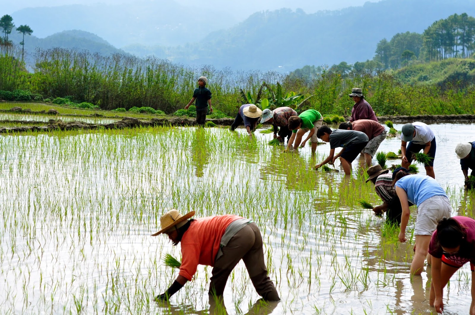 magtanim ay di biro - philippin news collections