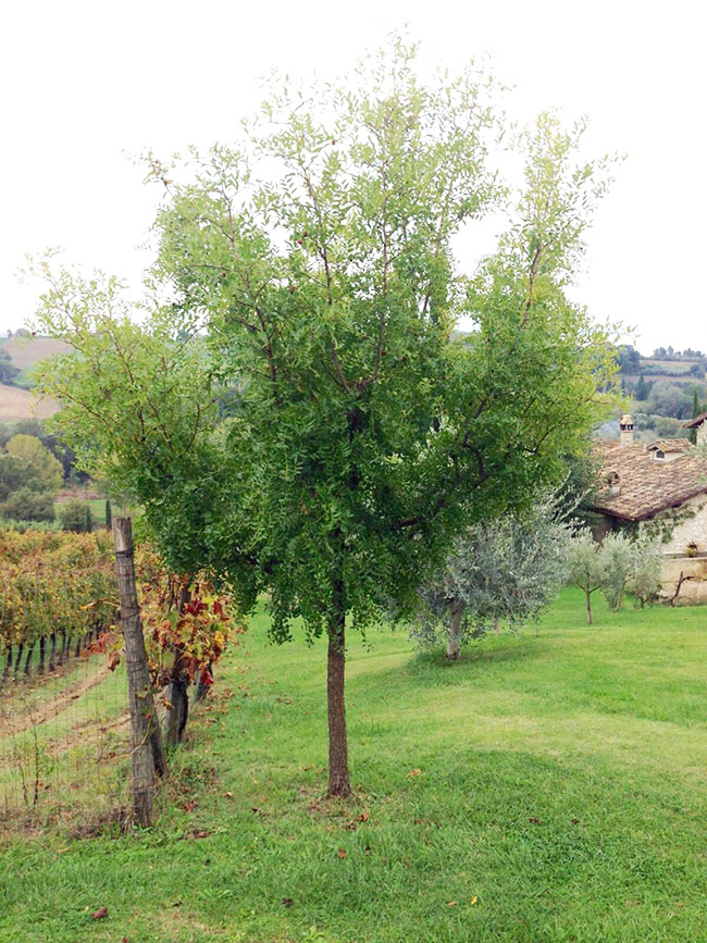 Il piccolo giardino di L.: Perchè dico NO al giuggiolo in un giardino o ...