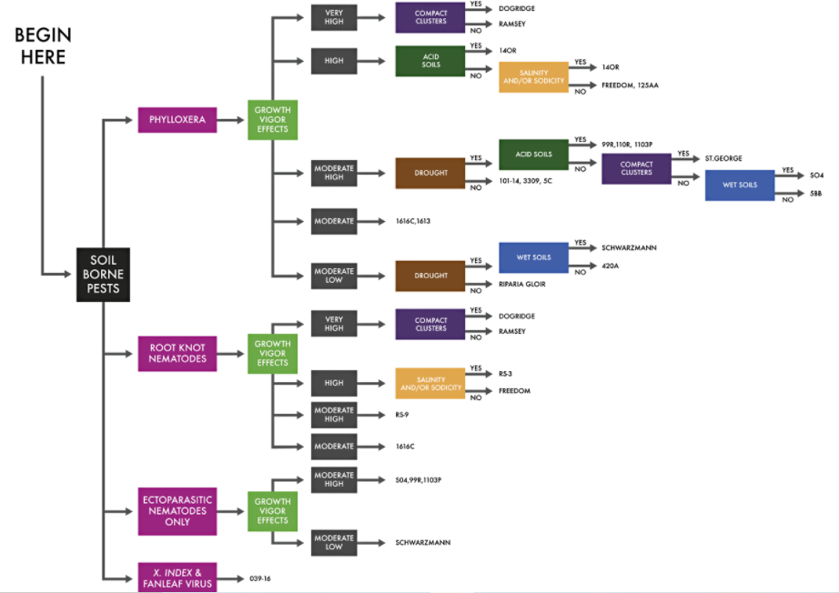 Varian Anggur Rootstock