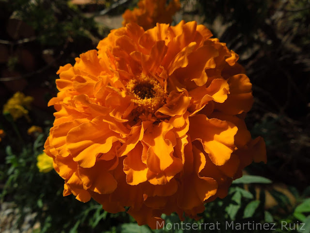 CEMPAXOCHITL, la FLOR de los MUERTOS - BOTÀNIC SERRAT