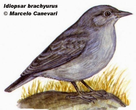 Argentina nativa: Yal grande (Idiopsar brachyurus)