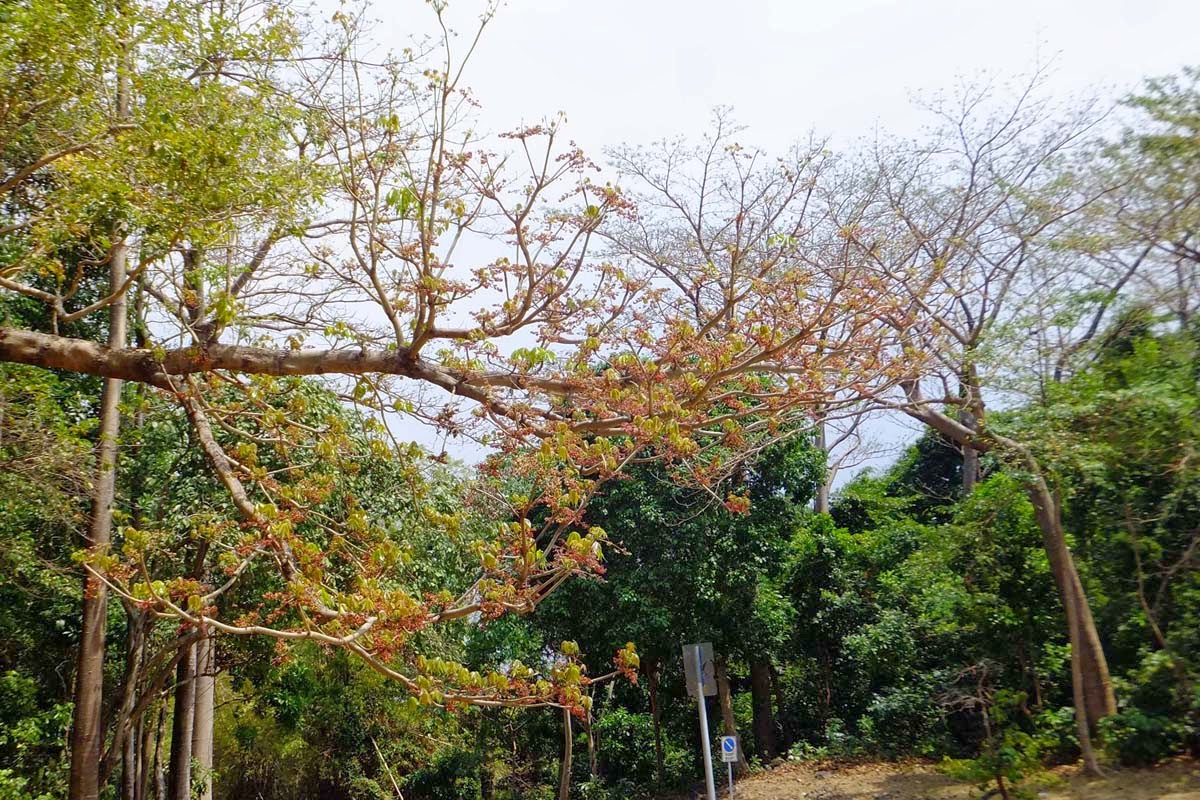 Steve & Marcia on the Rock: Corregidor Journal: A little bit of this, a ...