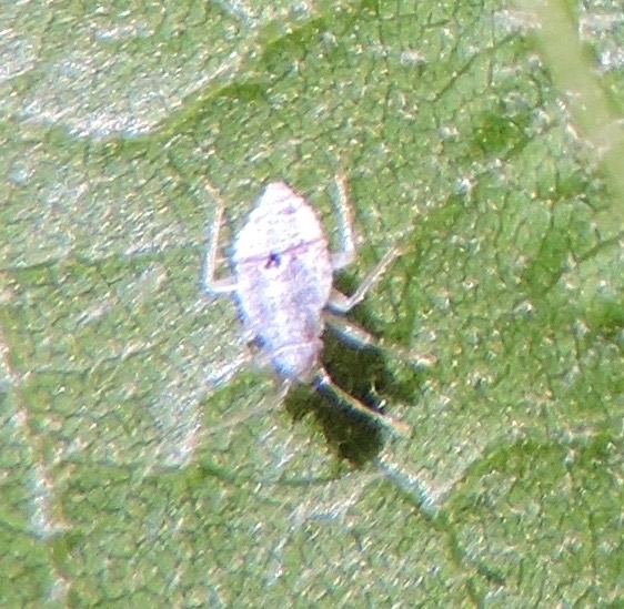 Springfield Plateau: Biting White Bug