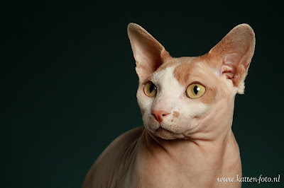 Katten-Foto: februari 2011