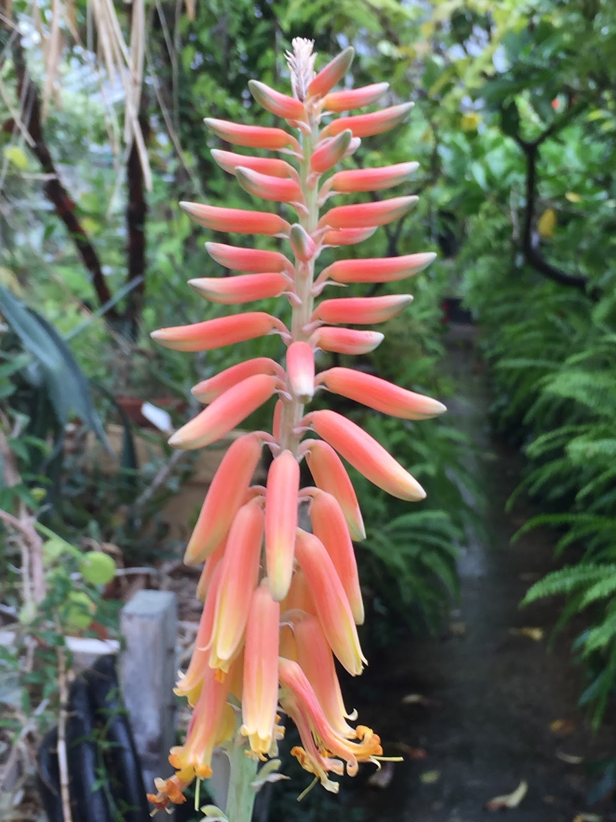 The Phytophactor: Friday Fabulous Flower - Aloe