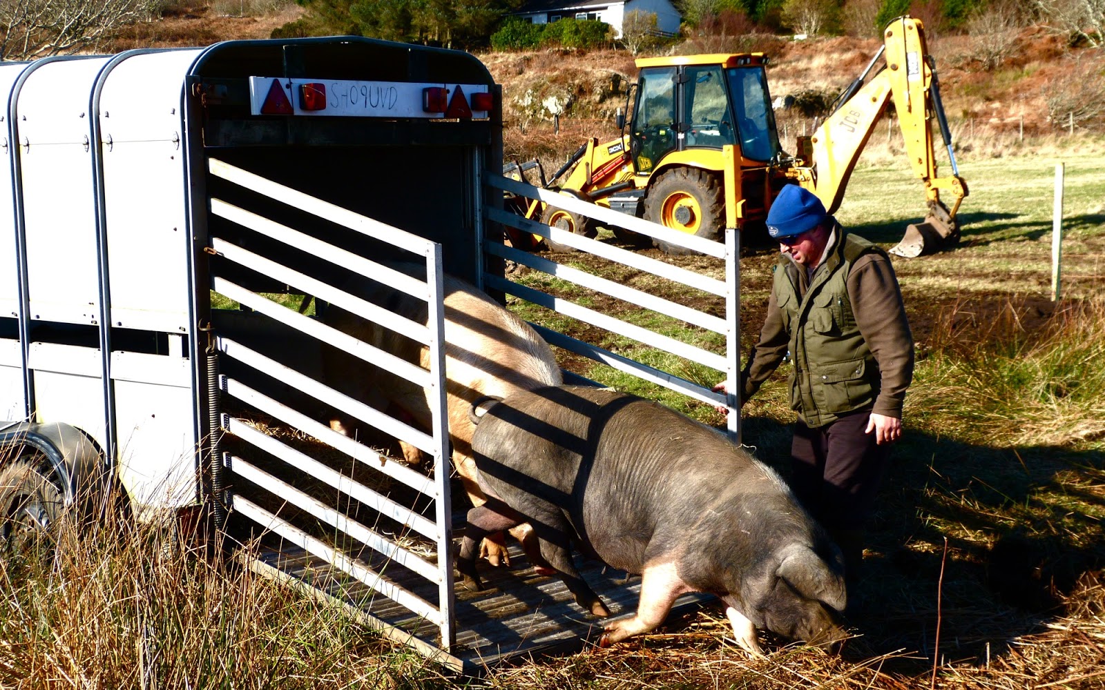A Kilchoan Diary: The Modern Pig Crofter
