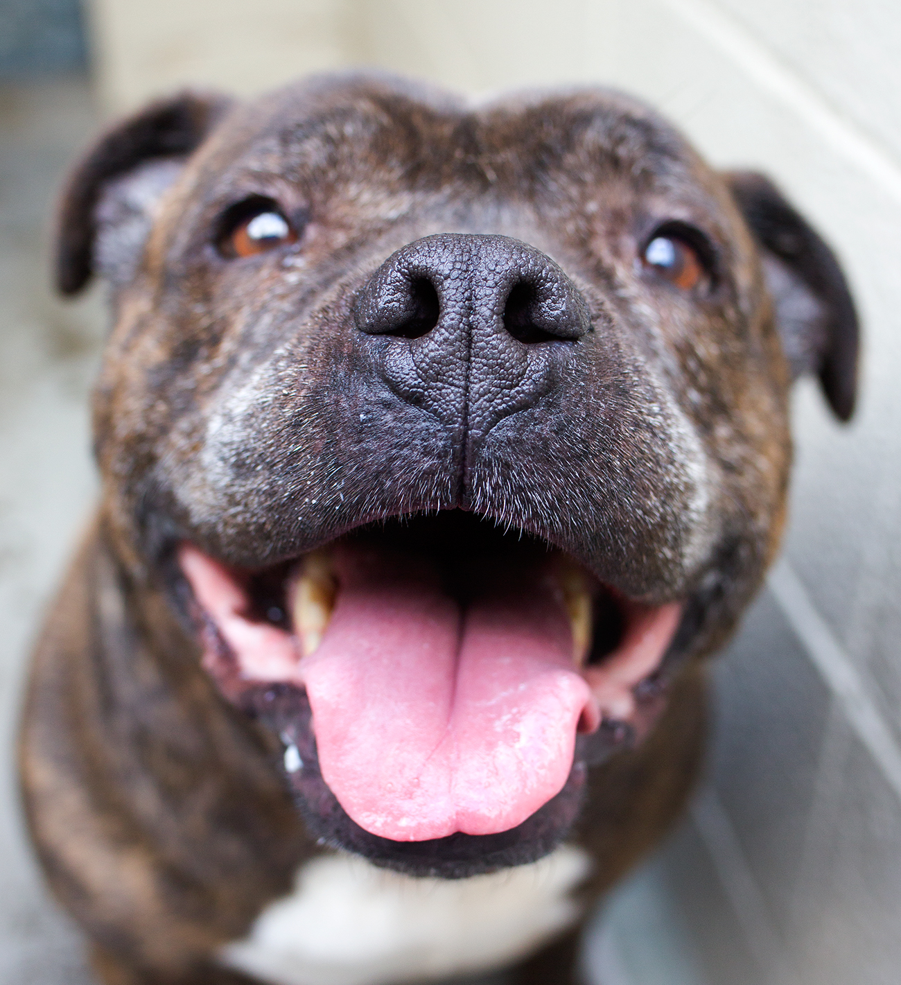Shelter Dogs of Portland: "MOCHA" short and stout GoodHearted Brindle