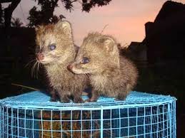 Cara Mengetahui Bulu Musang Rase Yang Dicat | Drh. Fira Sovica