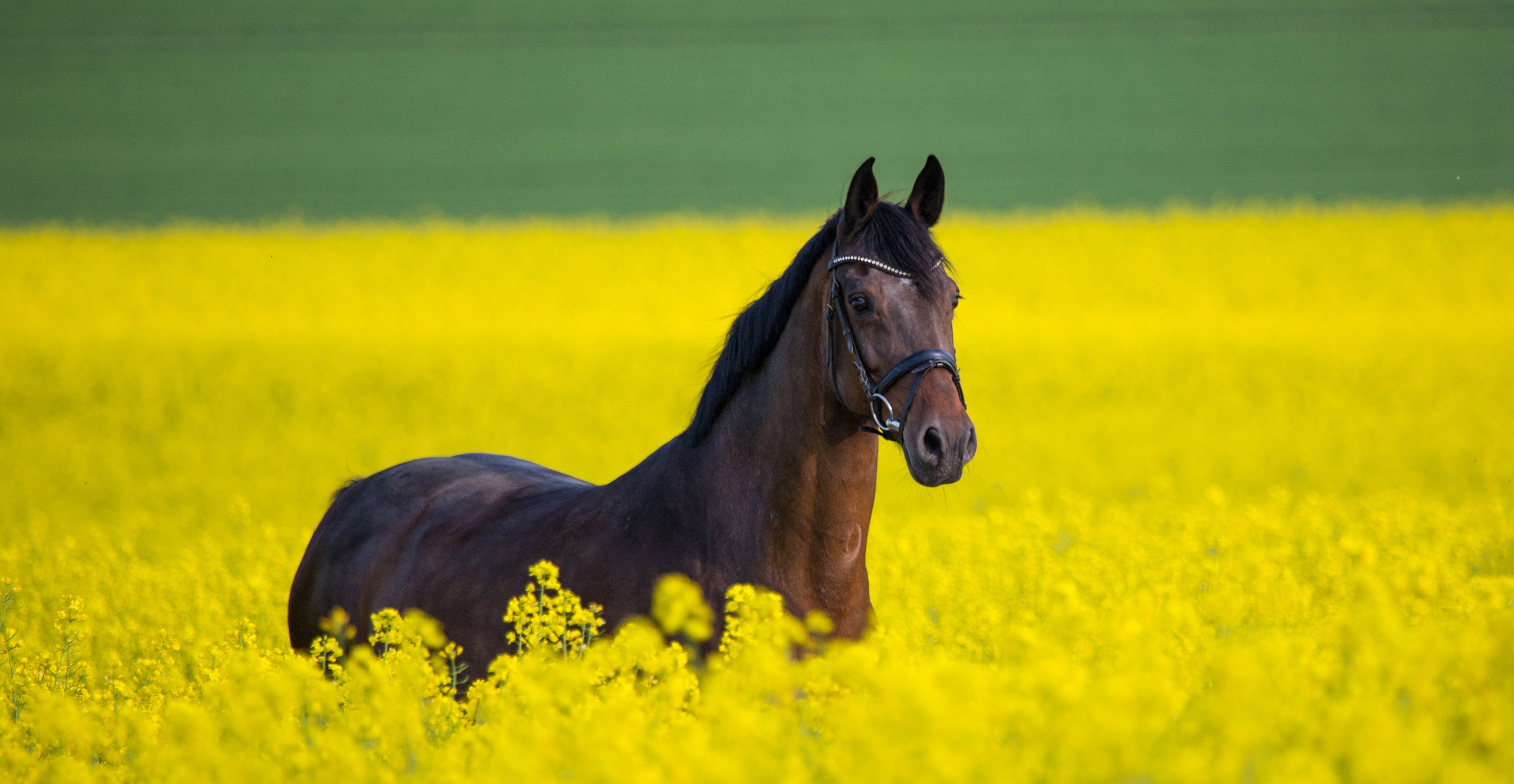 Comparing A Horse With A Train Emily Dickinson Shivpreet Singh comparing-a-horse-with-a-train-emily-dickinson-shivpreet-singh