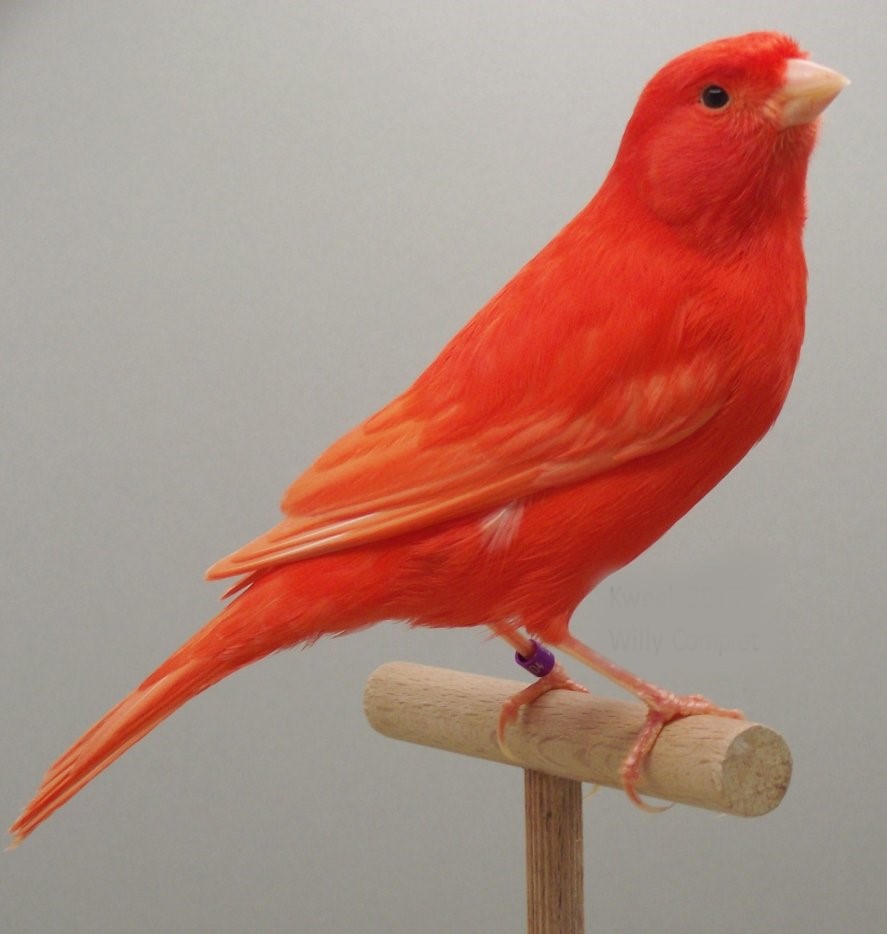 Aviario julio hernando: Canarios ROJOS RECESIVOS