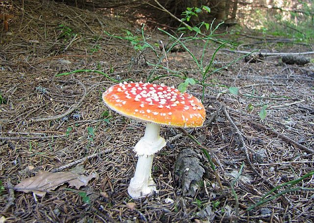 Zew Natury: Muchomor czerwony