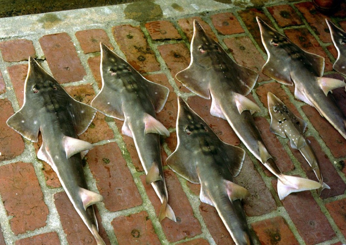 Species New to Science: [Ichthyology • 2016] Rhynchobatus cooki • A New ...