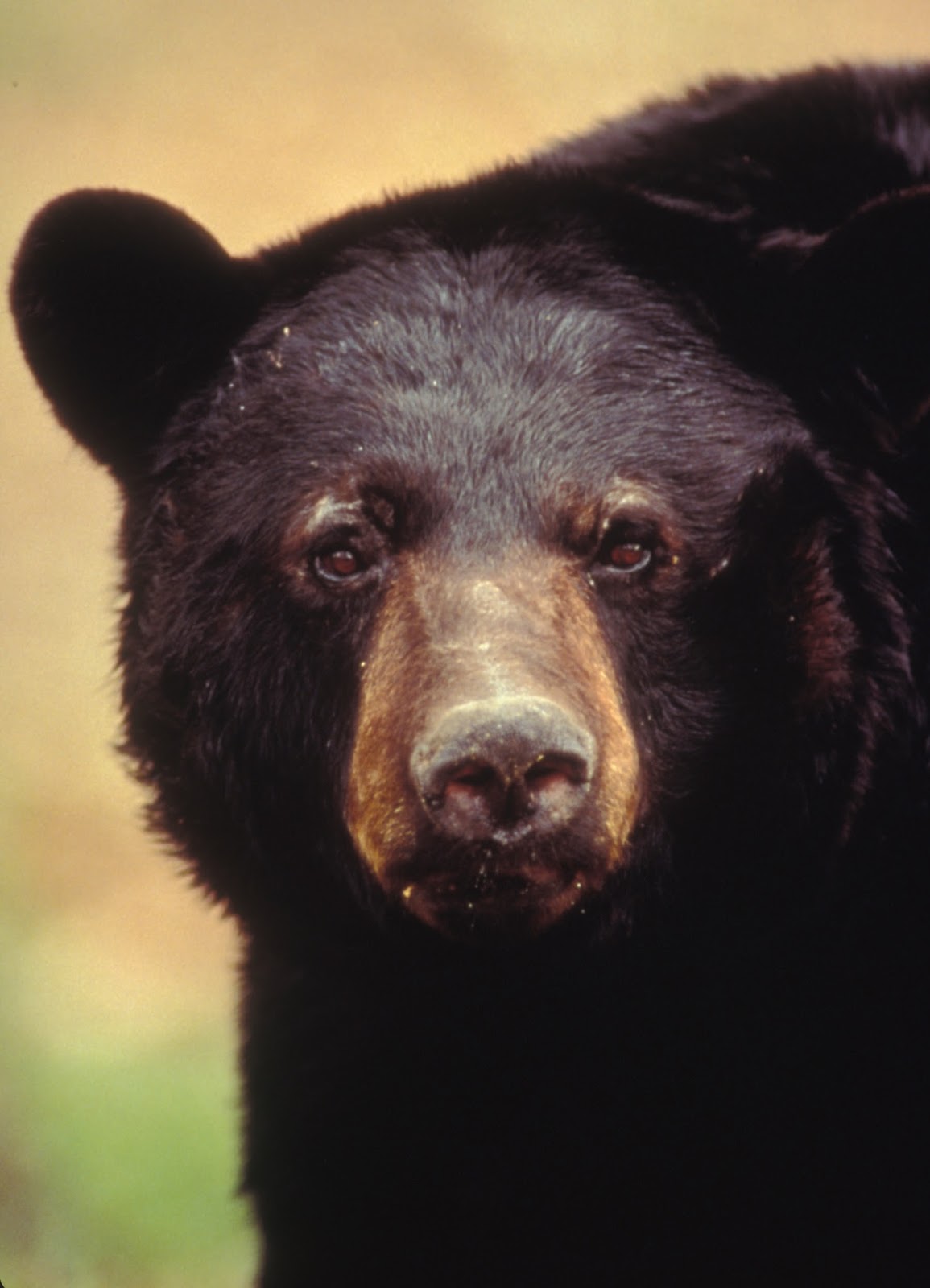 Outside Adventure to the Max: A BEAR IN MIND