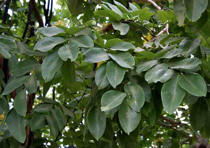 Trees Planet: Cassia fistula - Golden Shower Tree