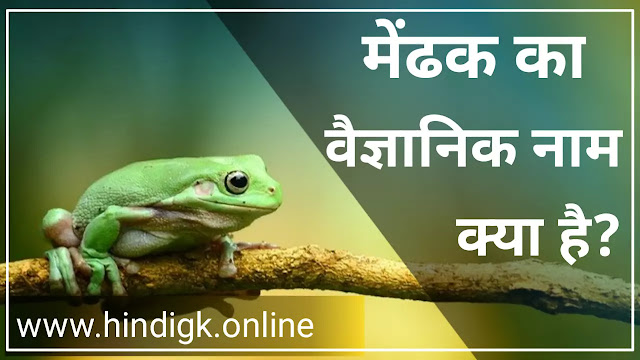 मेंढक का वैज्ञानिक नाम क्या है- (mendhak ka vaigyanik naam kya hai)