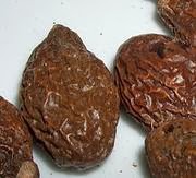 Cara Mudah Untuk Bersalin, BUNGA KEMBANG SEMANGKUK,AKAR FATIMAH