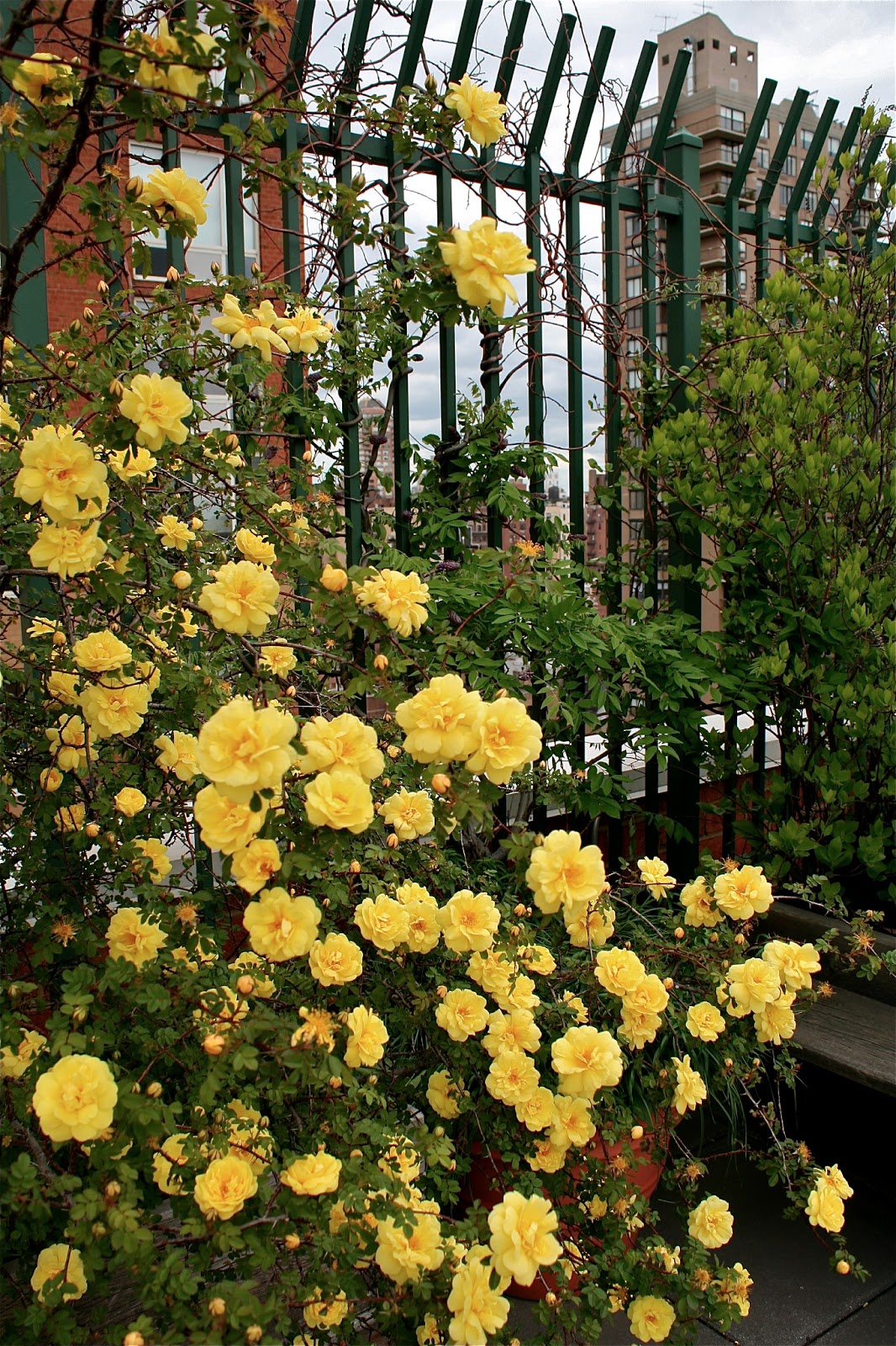 Garden Bytes from the Big Apple: July 2013