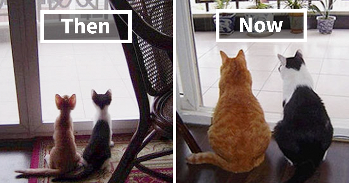 Curious Things: Before & After Pics Of Animals Growing Up Together