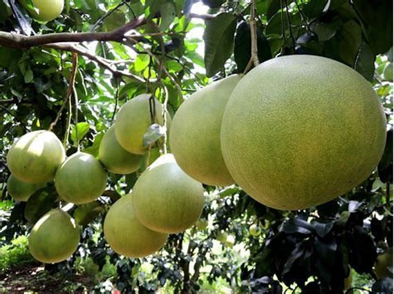 HOW TO GROW THE POMELO - Citrus grandis FROM SEED? |The Garden of Eaden