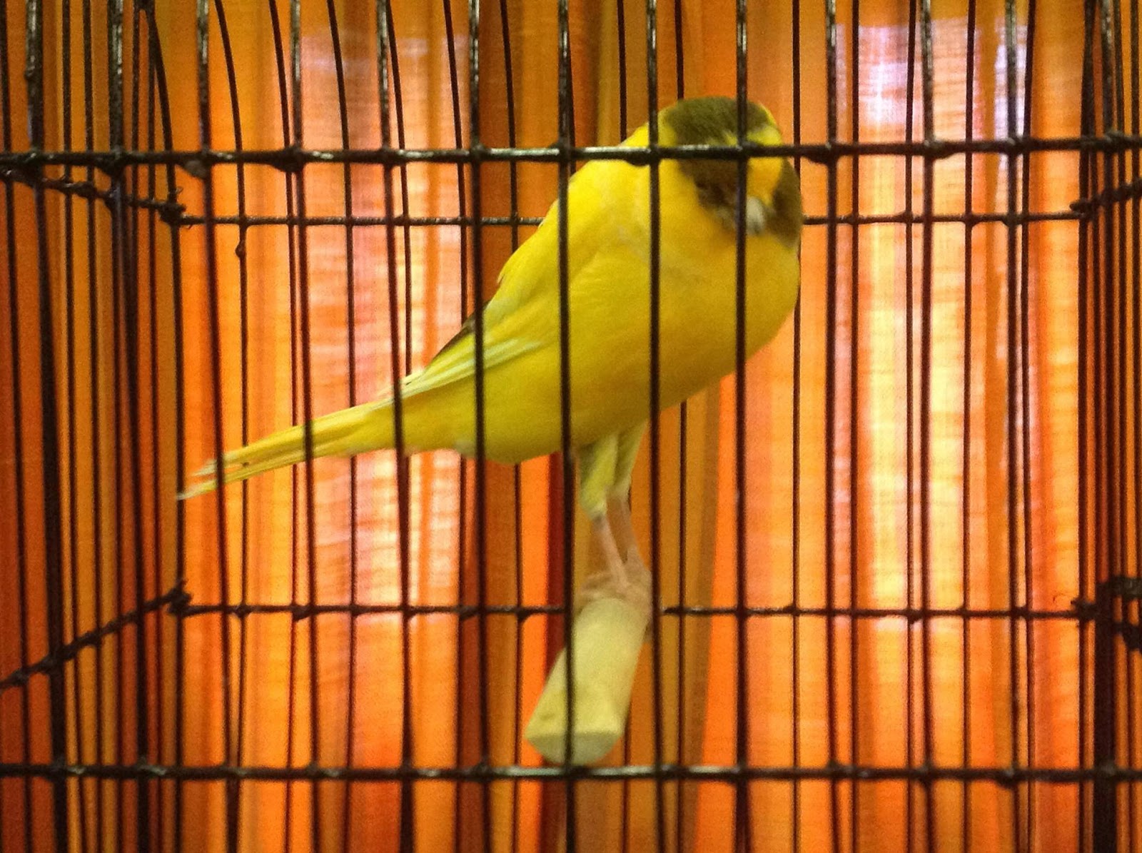 Greek Yorkshire Canaries: Best 7 Birds of SYCC , 2015