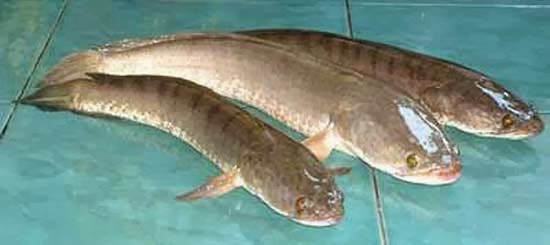 Manfaat Ikan Gabus untuk kesehatan Serta Kandungan Gizinya | Info Tips ...