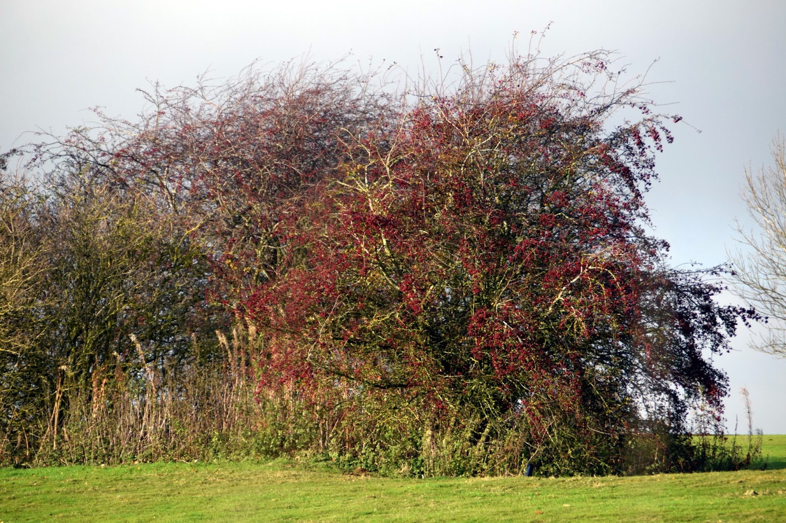 Enjoy your time with beautiful places: Walking on Borough Hill in ...