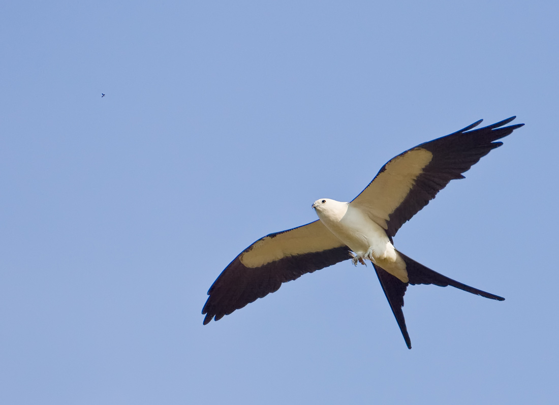 Swallow-tailed Kite Migration: While Swallow-tailed Kites settle into ...