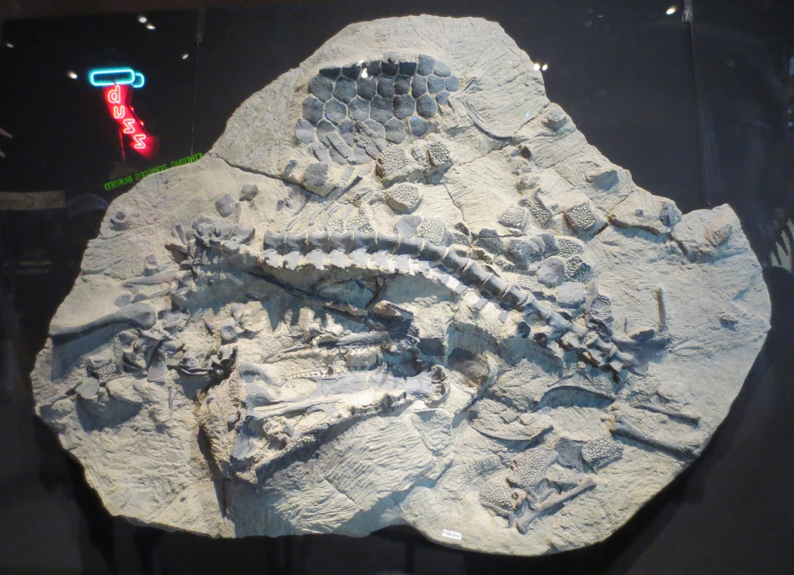 Equatorial Minnesota: Fossil Crocs of the Science Museum