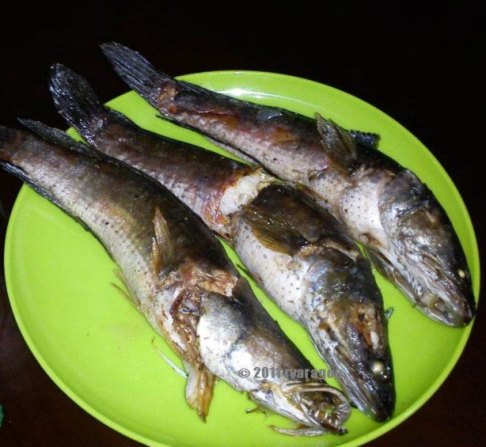 dalag/attasi/burikaw/buntiek (mudfish, snakefish) ~ PINAKBET REPUBLIC