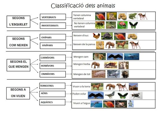 ELS GRANS DE L'AMISTAT: CLASSIFICACIÓ DELS ANIMALS