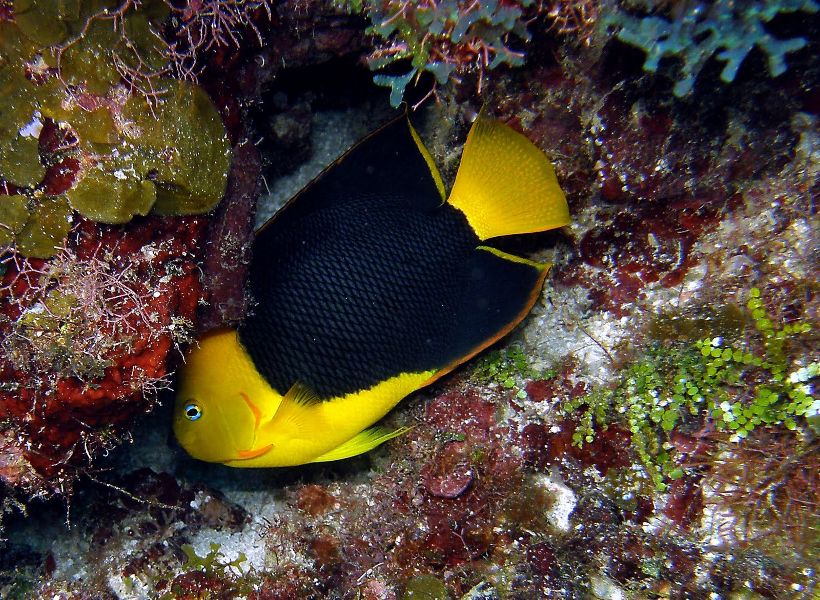 Iluminación Profunda: Pez angel bicolor (Holacanthus tricolor) (Roatan)