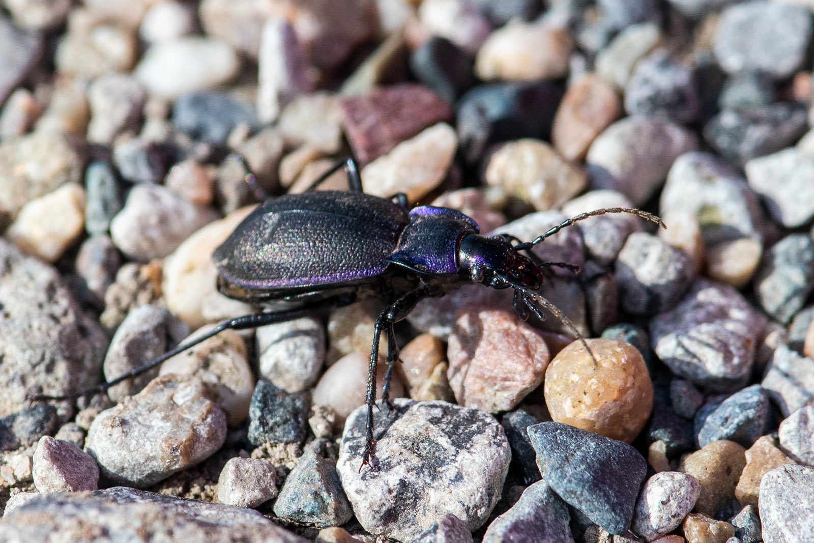 Darley Dale Wildlife: Violet Ground Beetle - Beeley Moor