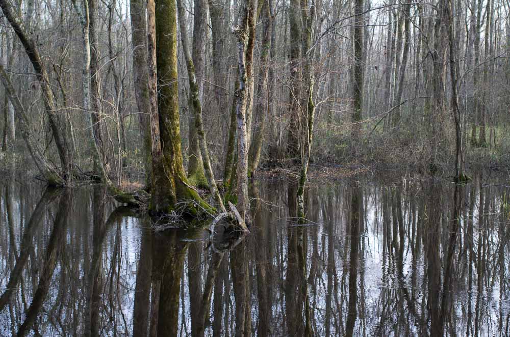 A winter walk in the Dismal Swamp #3 ~ Photography In Place
