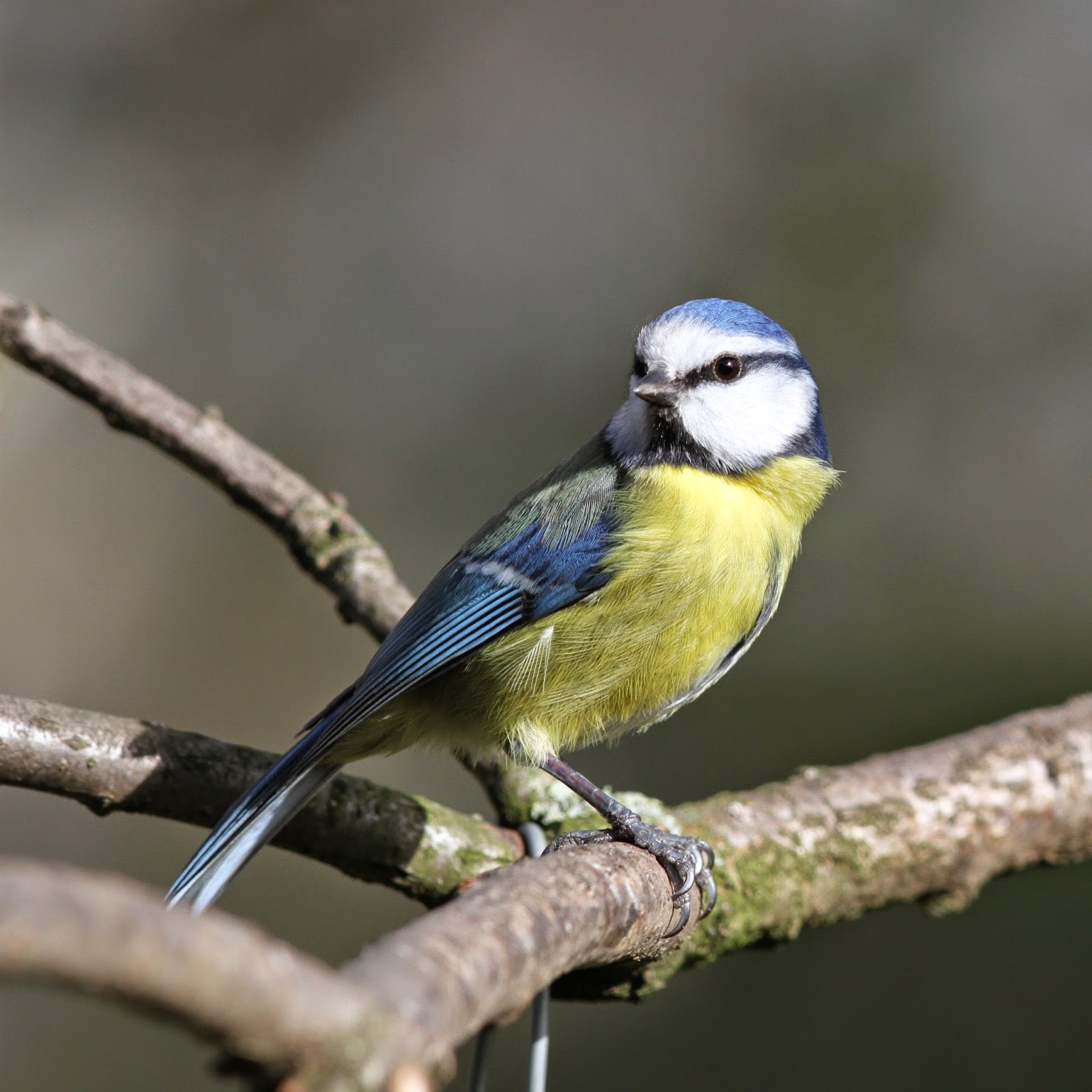 TrogTrogBlog: Bird of the week - Blue tit