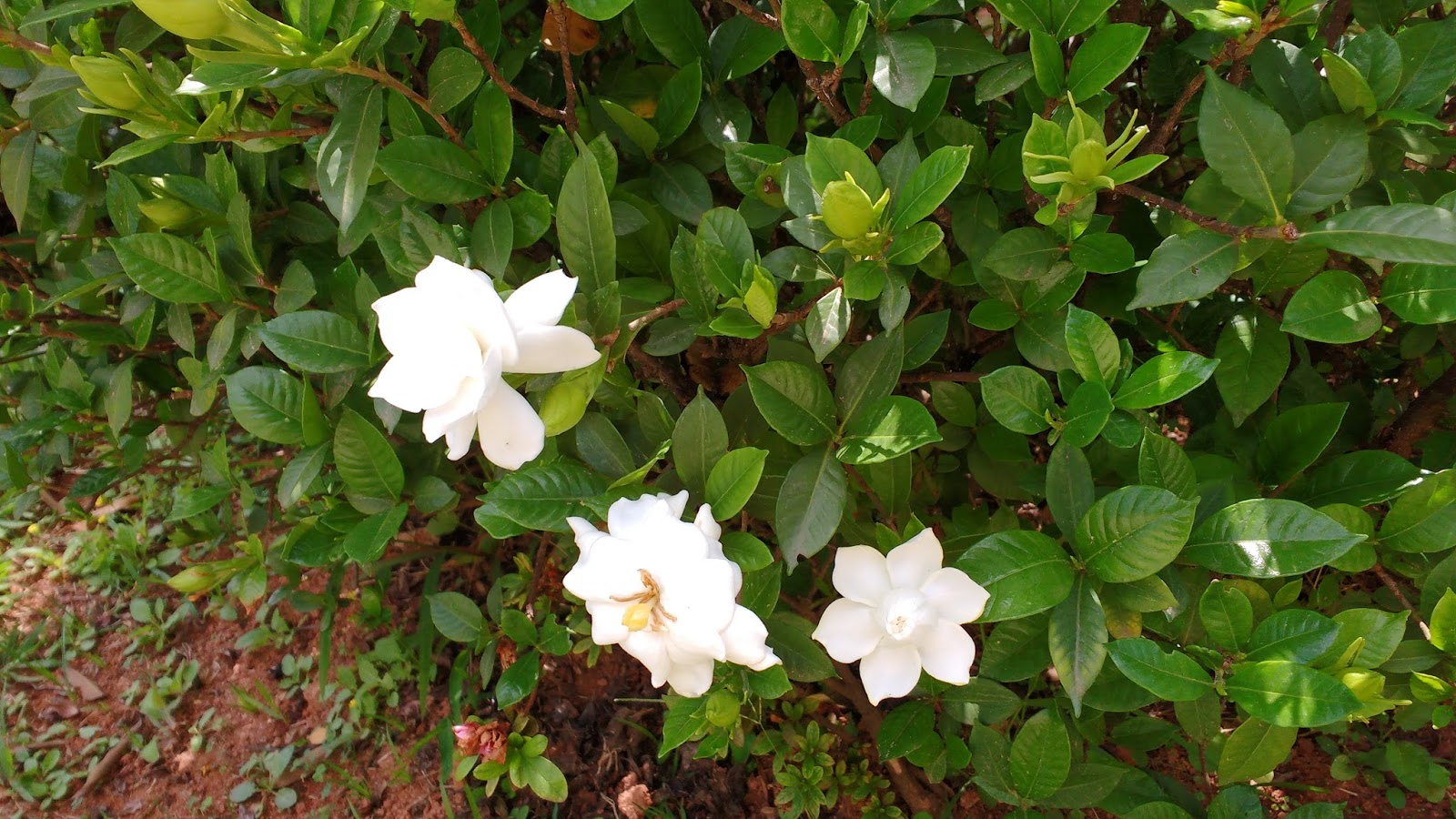Capim rosa chá: Belas Gardeneas