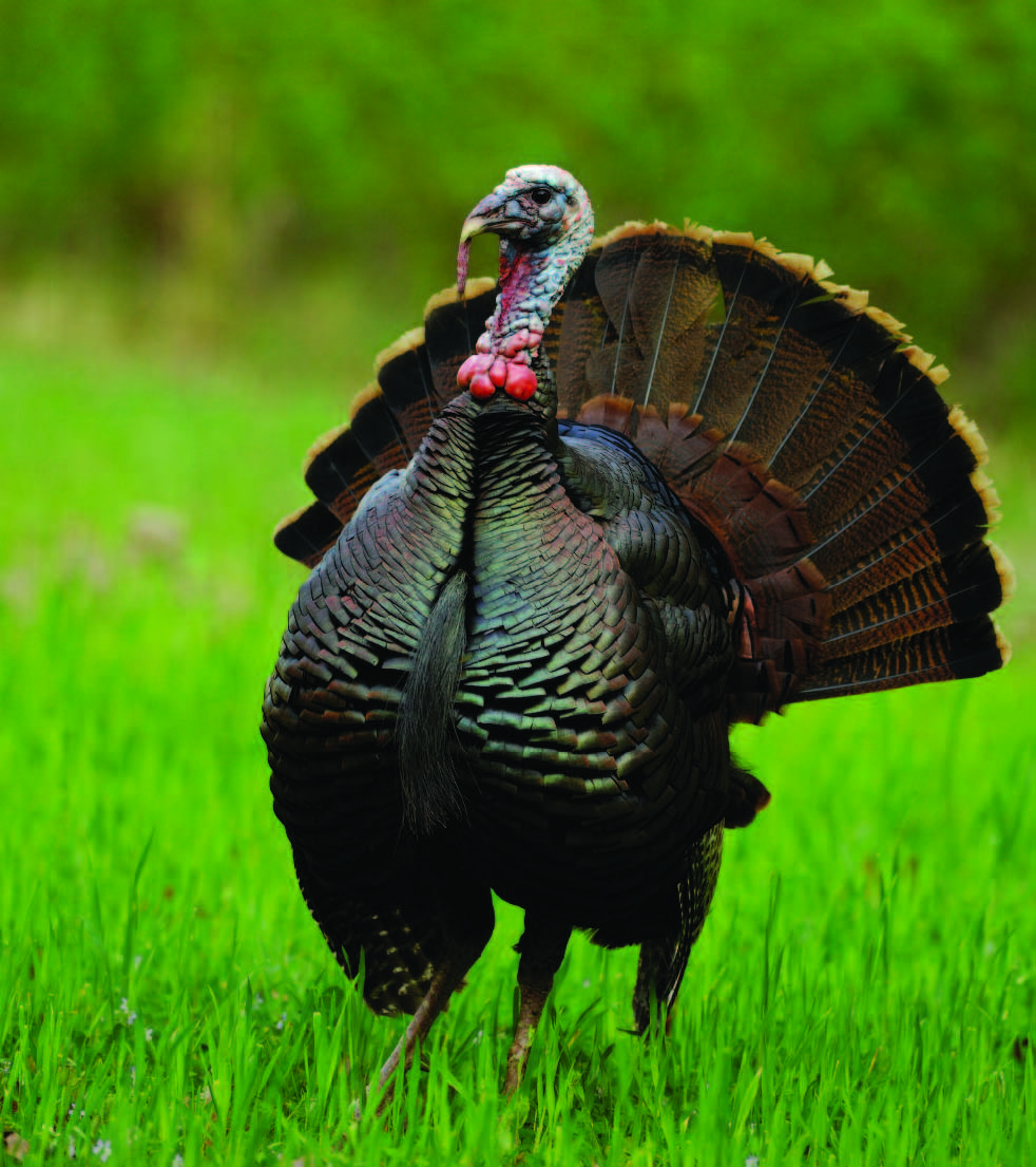 Whitetail Institute: How Turkeys Use the Land