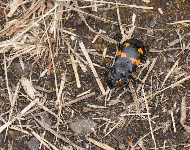 Orca Watcher: Catching Up on Birds and Insects