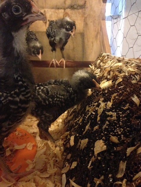 The Bungling Beekeeper's Beekeeping Blog: Part 2 of 3 - Beetles ...