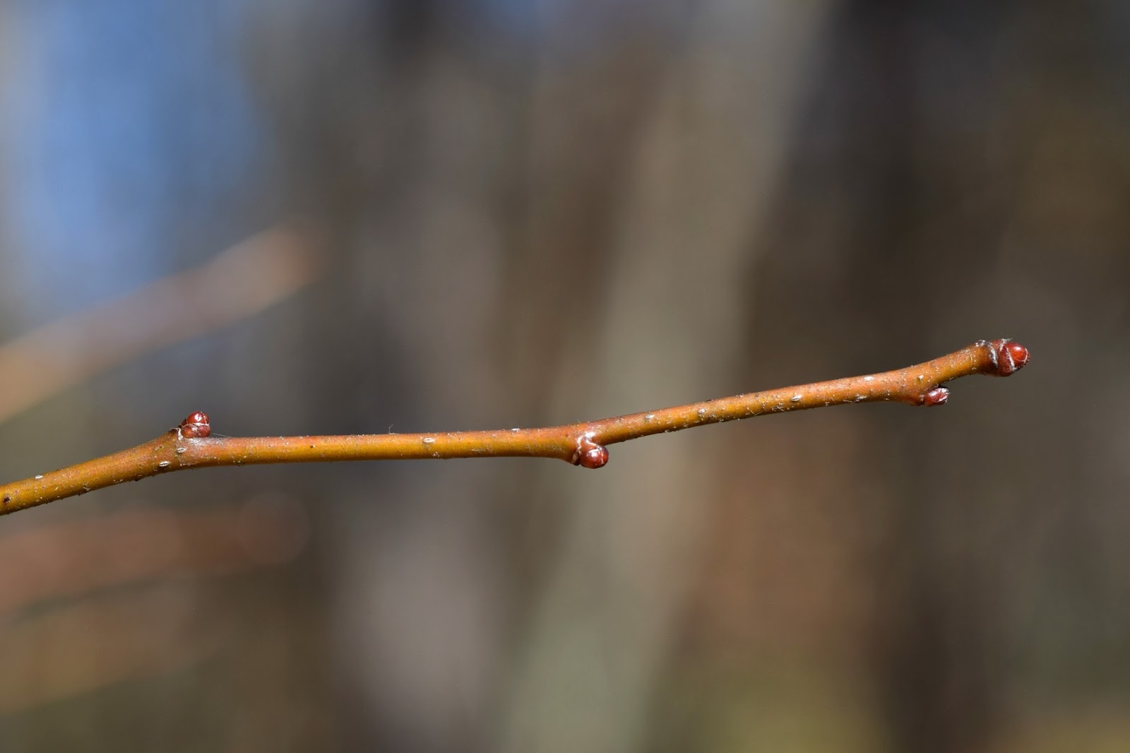 Branch With Opposite Budding