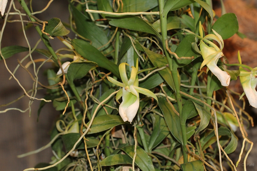 Angraecum eichlerianum orchid plant care and culture | Travaldo's blog