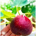 Super Red Hybrid Fig - Var Tin