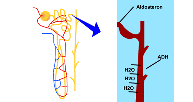 Proses dan Faktor yang Memengaruhi Pembentukan Urin | Mikirbae.com