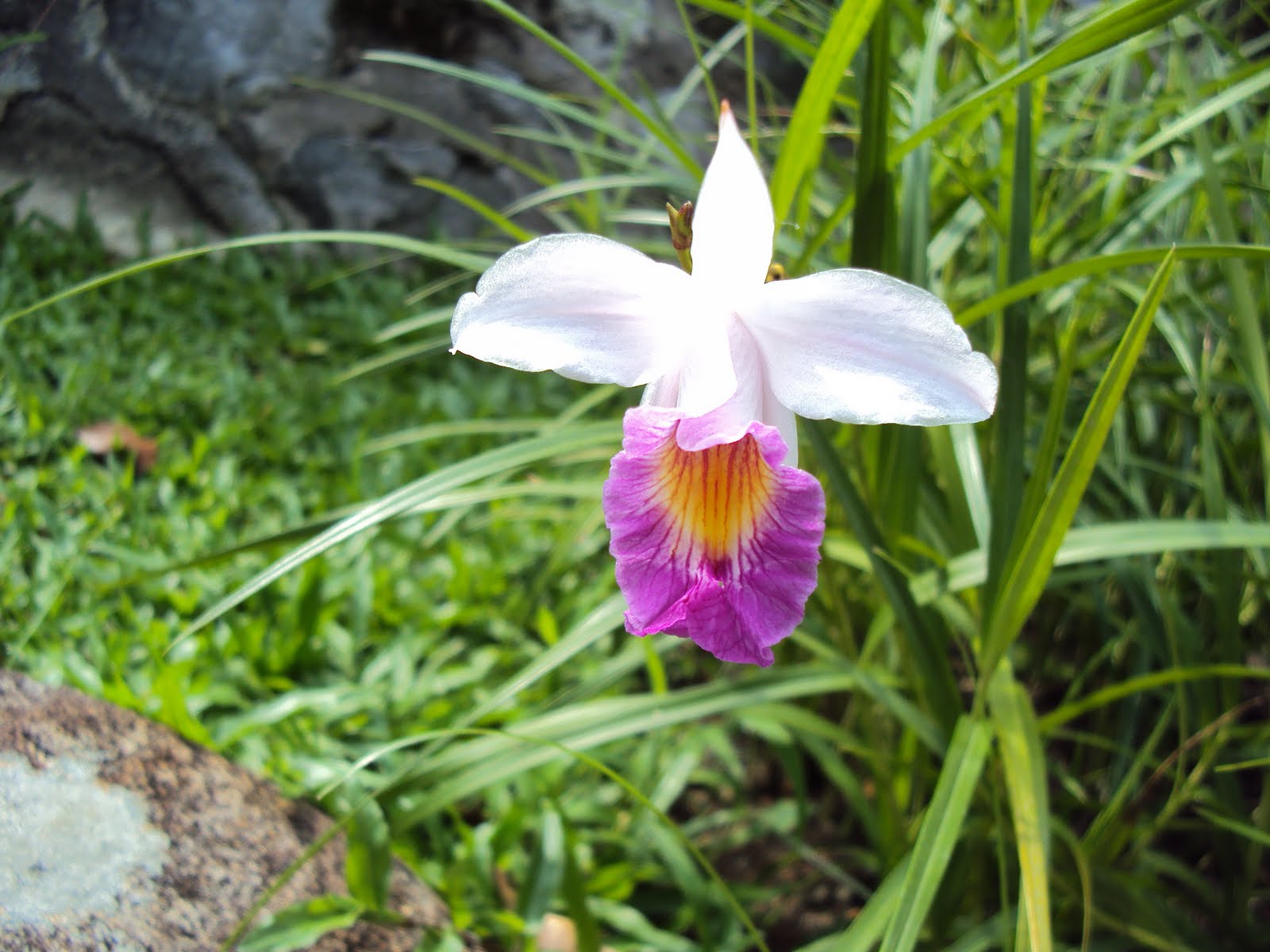 orchids fan: Anggerik Buluh