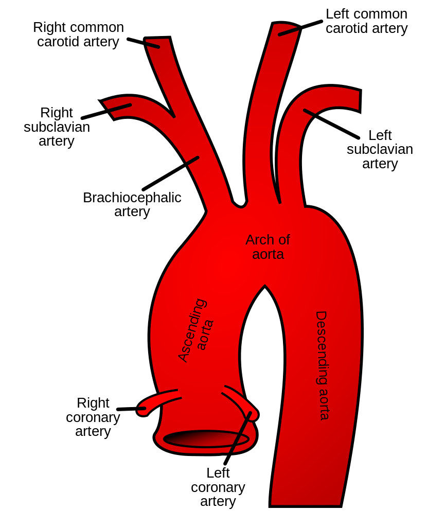 The ascending aorta | Structure of ascending aorta | Medicoze - Medicoze