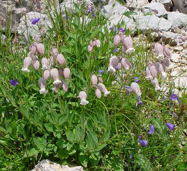 ILFOGOLAR: Pesto di sclopit